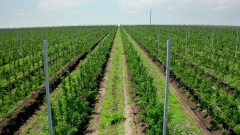 Planting fruit trees from a bird's eye v... | Stock Video | Pond5