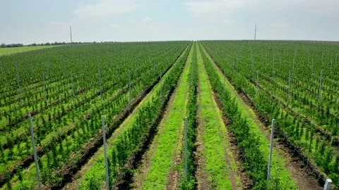 Planting fruit trees from a bird's eye v... | Stock Video | Pond5