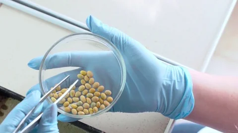 Planting in the laboratory. Testing the ... | Stock Video | Pond5