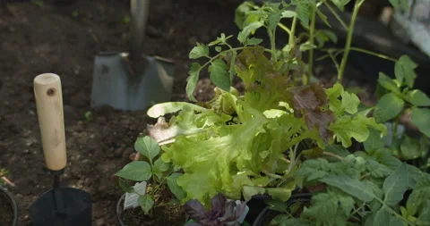 Planting Garden Stock Footage ~ Royalty Free Stock Videos | Pond5