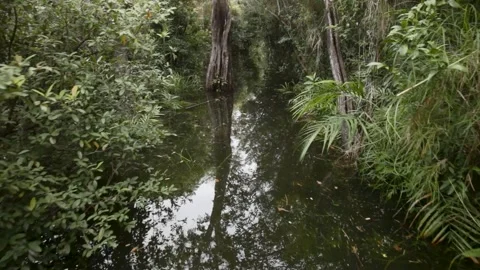 Plants and trees in the swamp in the Ama... | Stock Video | Pond5