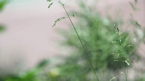 Bokep Swing Stock Videos – Royalty-Free HD & 4K Videos | Pond5