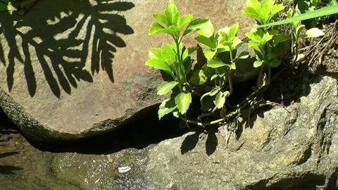 Plants cast shadows onto the rocks at th... | Stock Video | Pond5
