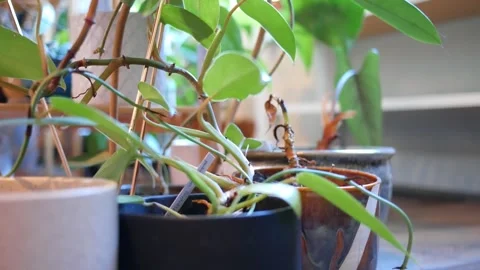 Plants on the floor with a leaf moving i... | Stock Video | Pond5
