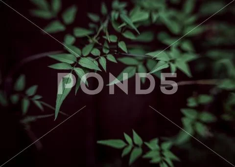 Plants, plant, leaf, leaves, green leaves, moody, macro, nature Stock ...