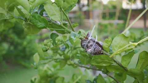 plants propagation of lime tree by using... | Stock Video | Pond5