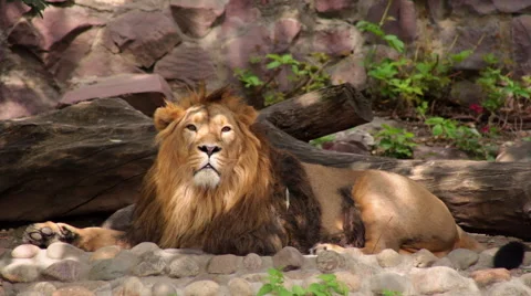 Plashes of sunlight on a young Asian lio... | Stock Video | Pond5