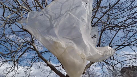 Plastic bag hanging from a tree with bar... | Stock Video | Pond5
