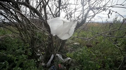 Plastic bag is stuck on a tree branch an... | Stock Video | Pond5