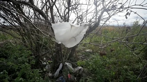 Plastic bag is stuck on a tree branch an... | Stock Video | Pond5