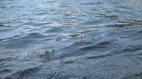 PLastic bottle in the standing water in ... | Stock Video | Pond5