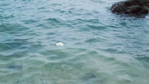 Plastic plate floats in sea water. Marin... | Stock Video | Pond5
