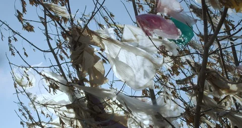 Plastic trash on the branches of trees. ... | Stock Video | Pond5