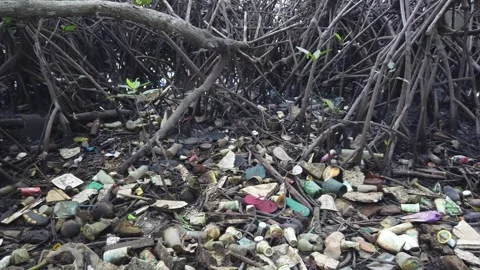 Plastic Trash Waste in the Roots of a Ma... | Stock Video | Pond5
