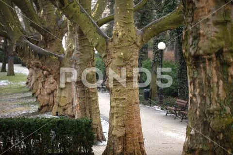 Platanus trees (Plane trees) in Adam Mickiewicz Park, centre of Poznan ...