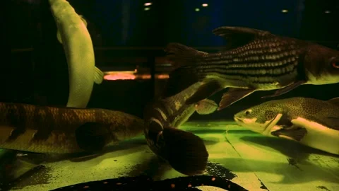 Platinum Arapaima, Snow White Arapaima, ... | Stock Video | Pond5
