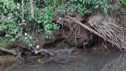 Platypus coming out of burrow into the w... | Stock Video | Pond5