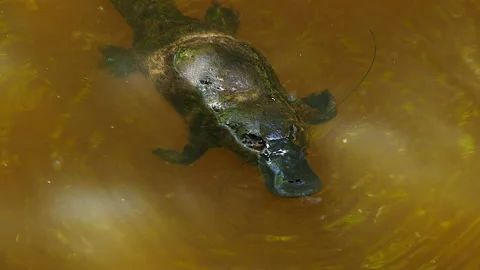 Platypus dives, front view | Stock Video | Pond5
