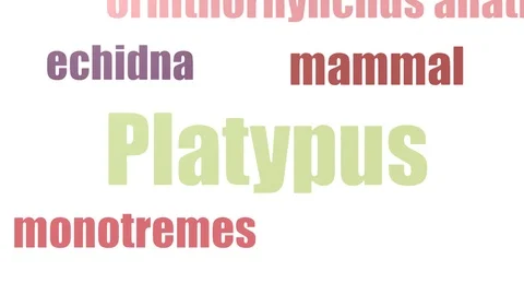 Platypus Word Cloud Animated Isolated On... | Stock Video | Pond5