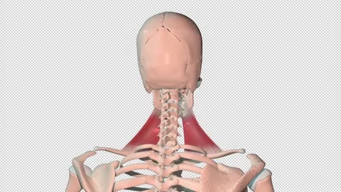 Platysma Muscles Full Rotation Loop | Stock Video | Pond5