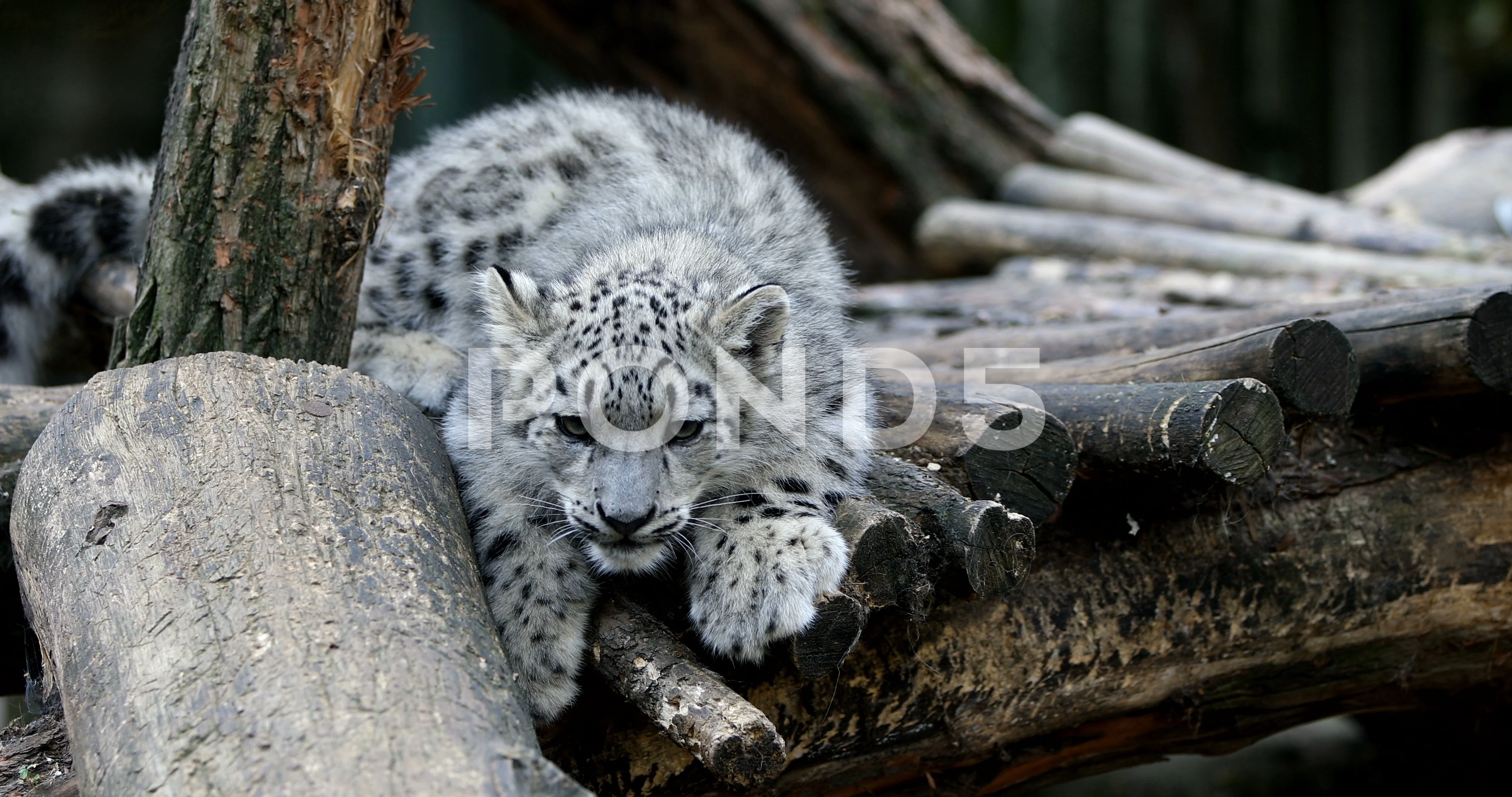 Snow Leopard Kittens In Snow