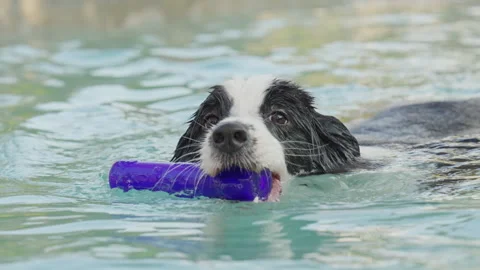 Playful border collie dog jump and play ... | Stock Video | Pond5