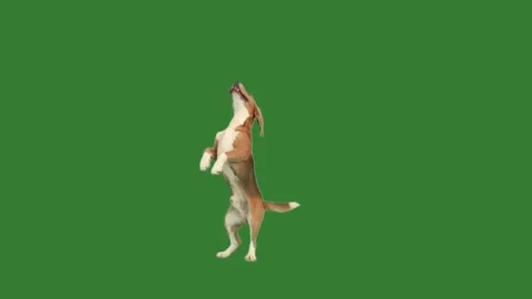 playful dog on green screen | Stock Video | Pond5