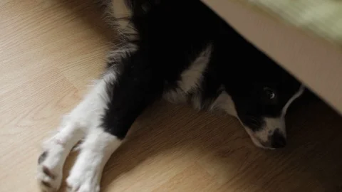 Underneath The Bed Stock Videos – Royalty-Free HD & 4K Videos