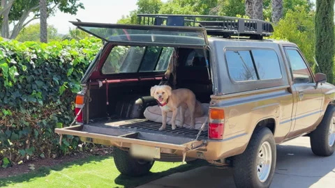 Dogs Back Hot Stock Videos – Royalty-Free HD & 4K Videos | Pond5