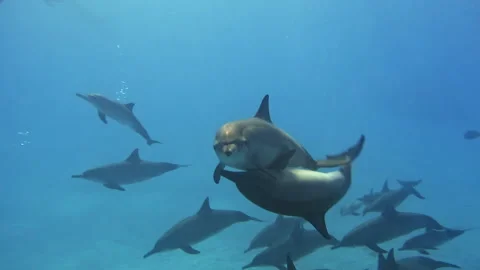 Famil Friendly Stock Videos – Royalty-Free HD & 4K Videos | Pond5