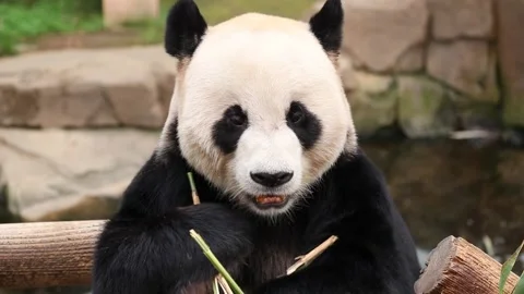Playful Male Panda , Le Bao, Everland, S... | Stock Video | Pond5