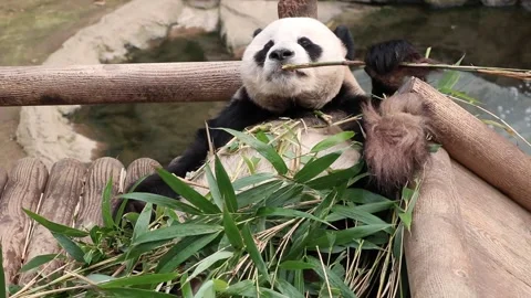Playful Male Panda , Le Bao, Everland, S... | Stock Video | Pond5