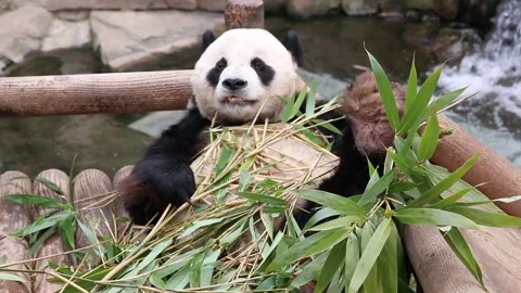 Playful Male Panda , Le Bao, Everland, S... | Stock Video | Pond5