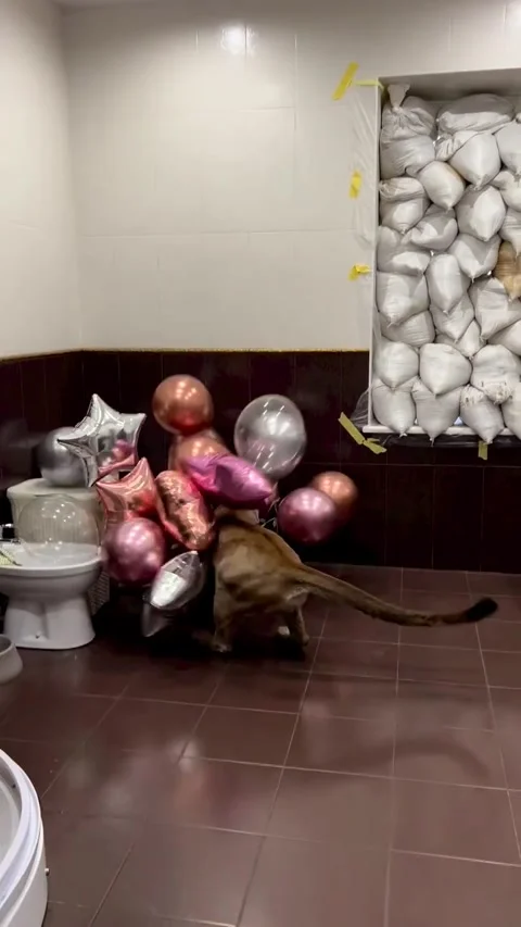 Playful Puma Pops Birthday Balloons, Ode... | Stock Video | Pond5