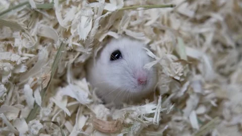 Hamster Videosx Stock Videos – Royalty-Free HD & 4K Videos