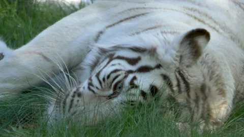 Playful white Bengal tiger rolling aroun... | Stock Video | Pond5