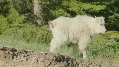 Playful young mountain goat turning arou... | Stock Video | Pond5