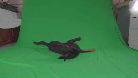 Playfull dog on a green screen, s-log 4K... | Stock Video | Pond5