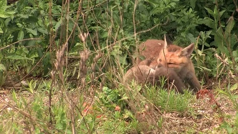 Video Onpuppies Stock Videos – Royalty-Free HD & 4K Videos