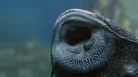 Sucking Fish Stock Videos – Royalty-Free HD & 4K Videos | Pond5