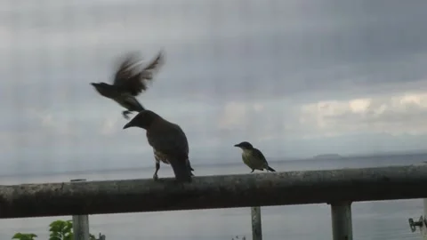 Walking Png Stock Videos – Royalty-Free HD & 4K Videos