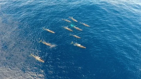 Pod A Stock Videos – Royalty-Free HD & 4K Videos