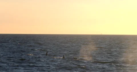 Pod of Orca killer whales dive into ocea... | Stock Video | Pond5