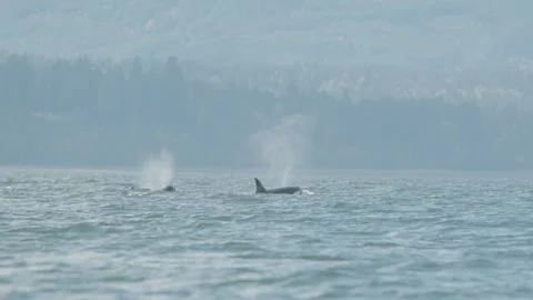 Pod of orca swim and surface together of... | Stock Video | Pond5