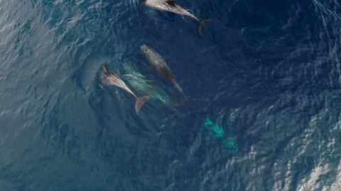 Hd ]S Stock Videos – Royalty-Free HD & 4K Videos