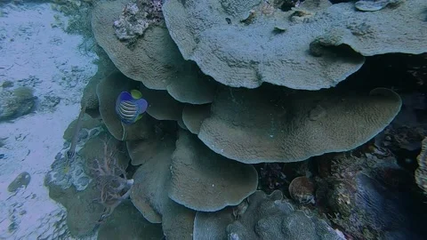 Podabacia motuporensis Dish Coral with F... | Stock Video | Pond5