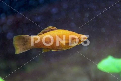 Poecilia sphenops red molly in the aquarium Stock Image #192842771