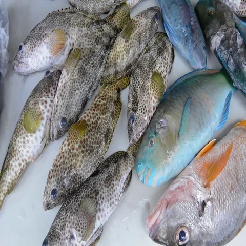 Pohnpei Micronesia close up of fresh fis... | Stock Video | Pond5