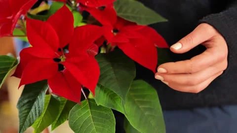 Female X Star Stock Videos – Royalty-Free HD & 4K Videos | Page 3