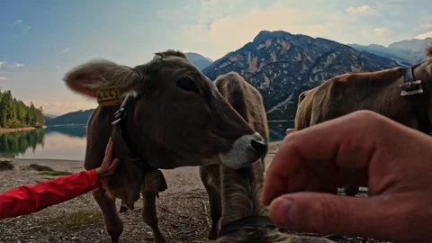 Point of view of touching cows forehead ... | Stock Video | Pond5